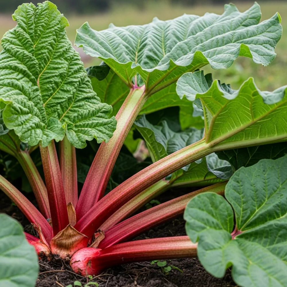 Timperley Early Rhubarb Plant Single Bare Root Crown Planters co uk Timperley Early Rhubarb Plant Single Bare Root Crown Planters co uk