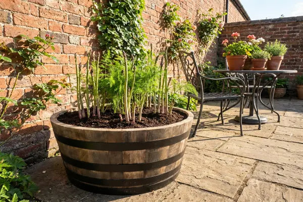 How to Grow Asparagus in Containers: UK Patio Gardening Guide ...