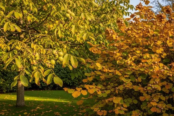 Nut Trees for Sale UK | Walnuts, Chestnuts & Hazelnuts – Planters.co.uk