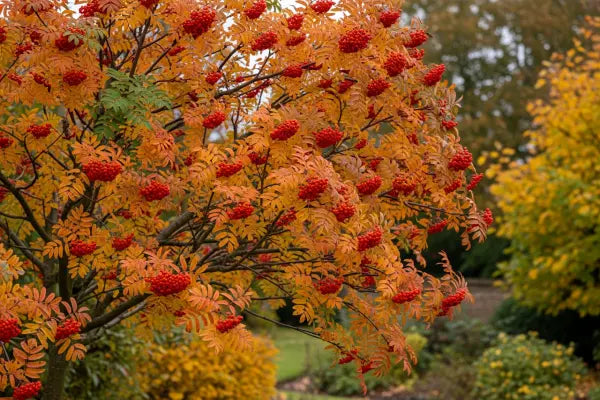 Buy Rowan Trees & Mountain Ash | Hardy Native Trees – Planters.co.uk