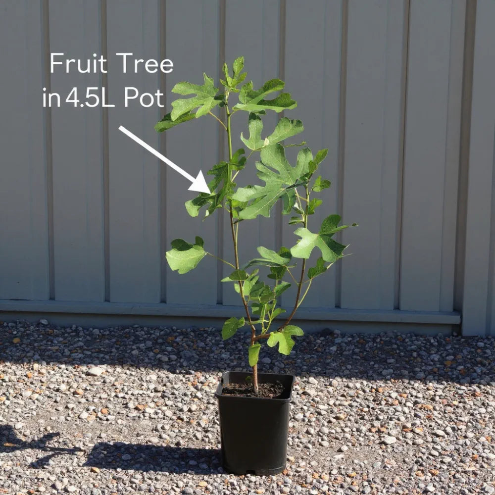 3ft 'Summer Sun' Cherry Tree | 4.5L Pot | Colt Rootstock – Planters.co.uk