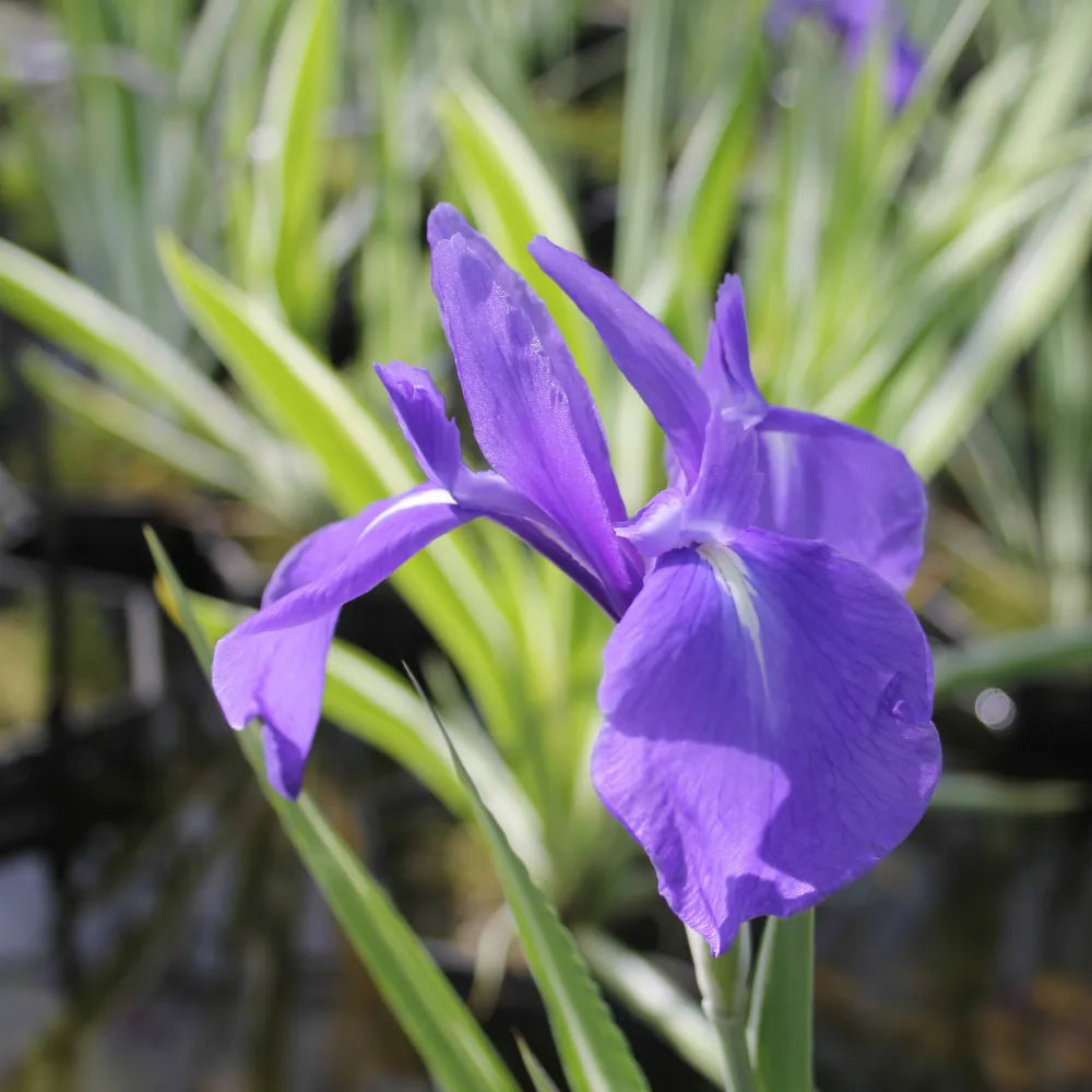 Iris?laevigata? Variegata | Variegated rabbit-ear iris | Marginal Pla ...