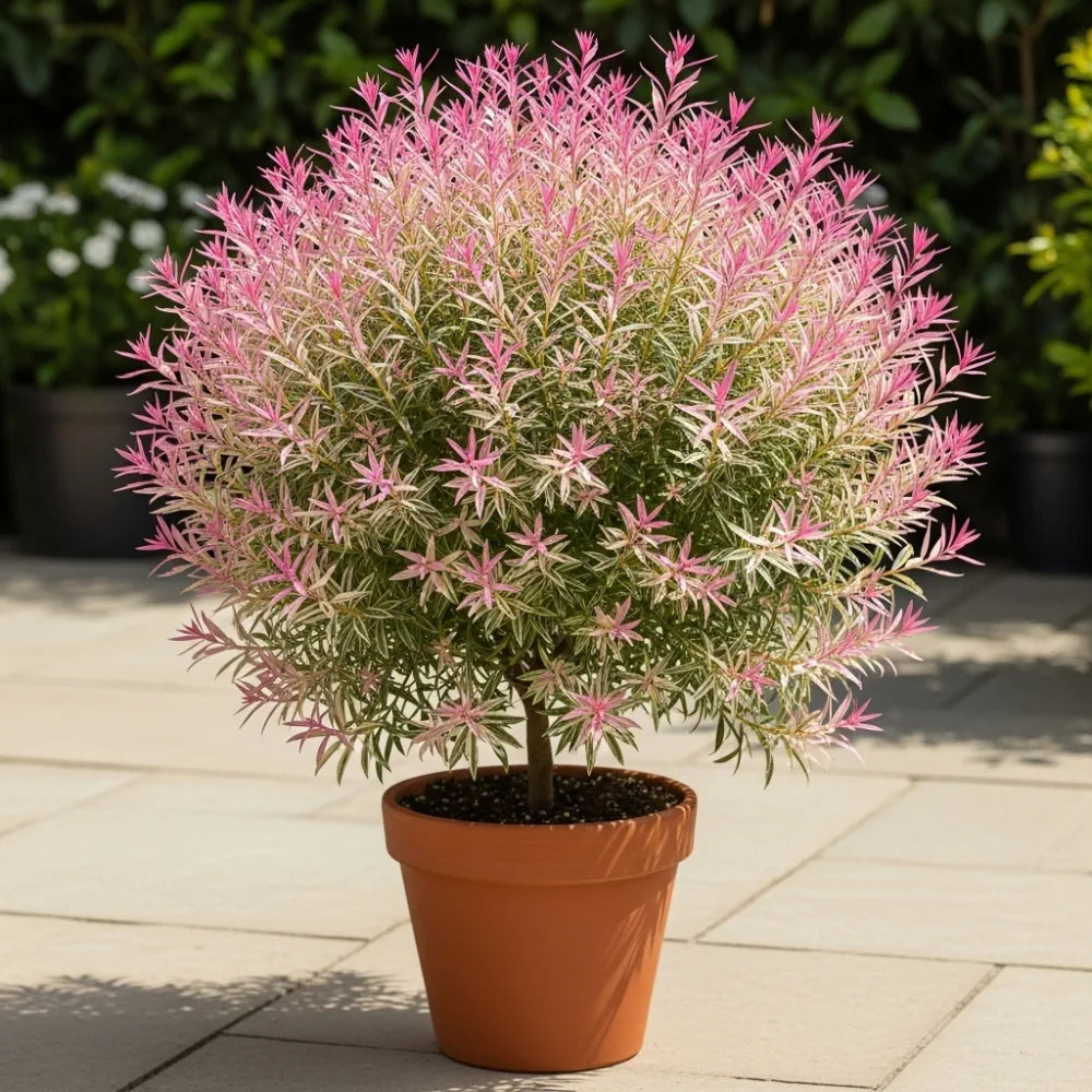 6ft 'Flamingo' Willow Tree | XL Salix Integra Hakuro Nishiki | 7.5L Po ...