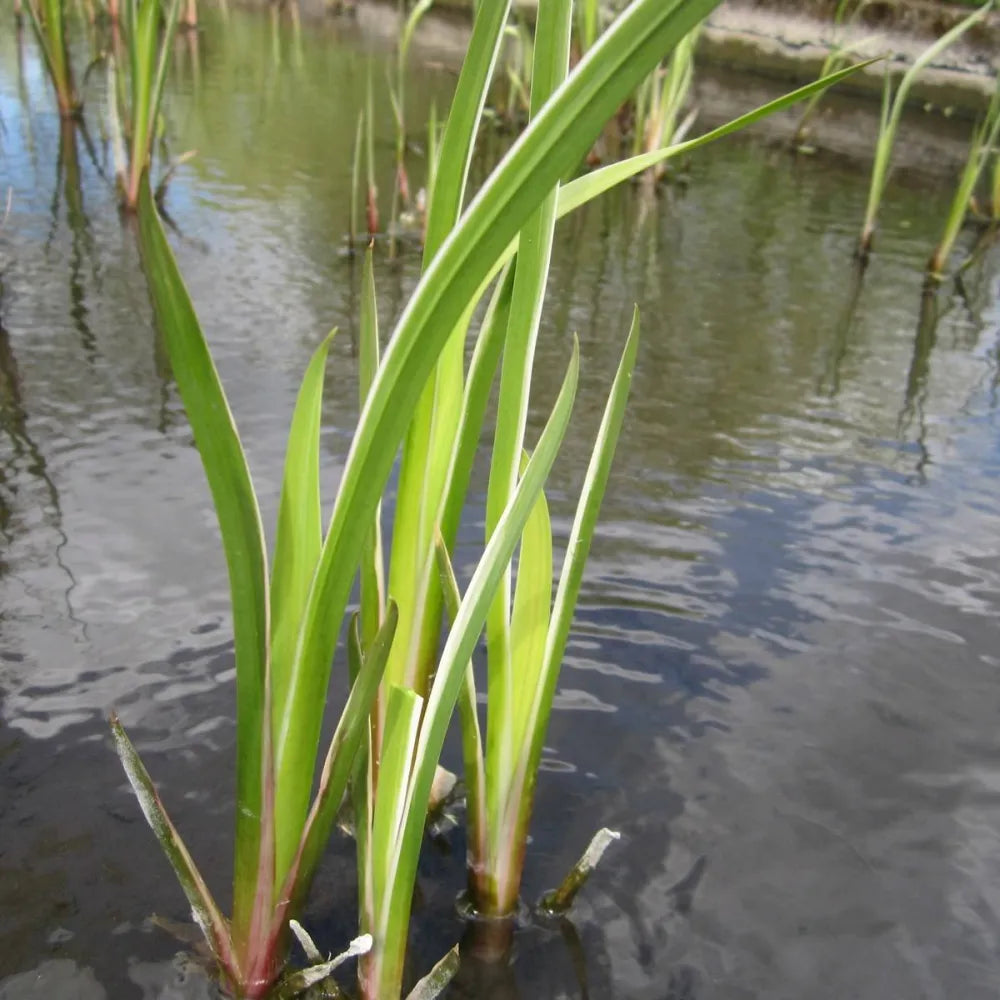 Acorus?gramineus? Variegatus | Variegated dwarf sweet flag | Marginal ...