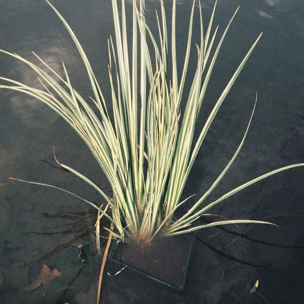 Acorus?calamus? Variegatus | Variegated sweet flag | Marginal Plant ...