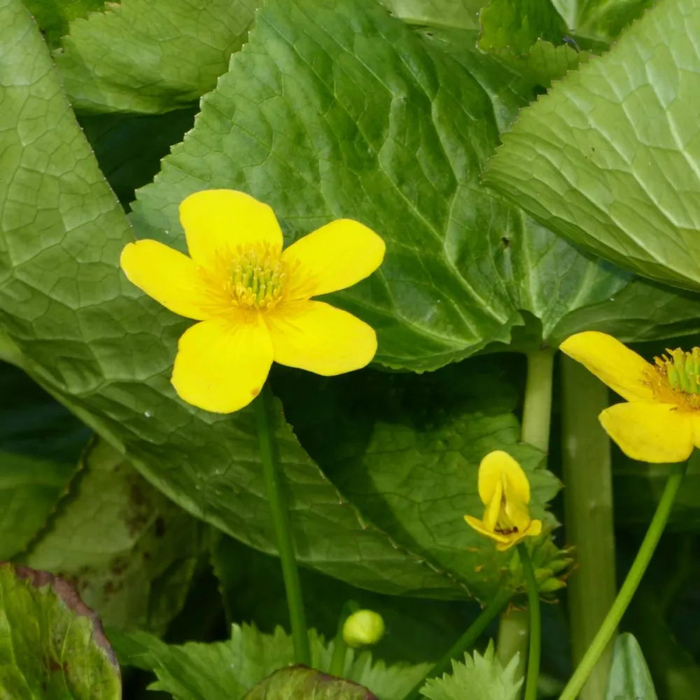 Caltha?palustris Polypetala | Giant marsh marigold | Marginal Plant ...