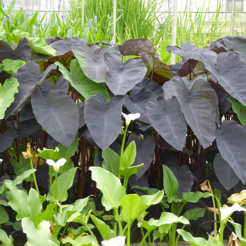 Colocasia?esculenta? Black?Magic | Black Magic elephant ear (taro ...