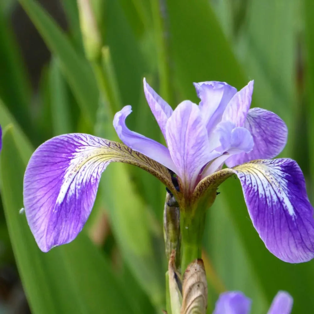 Iris?versicolor | Blue flag iris | Marginal Plant – Planters.co.uk