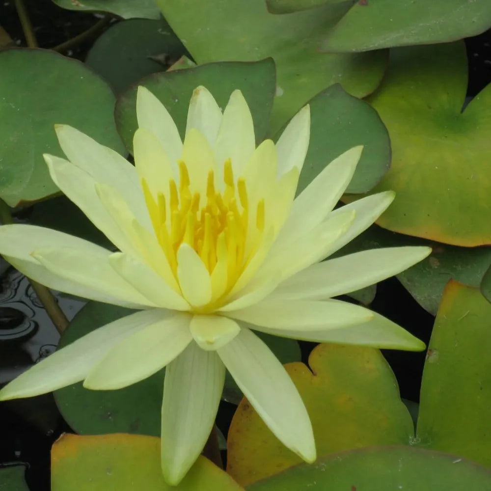 Nymphaea? Colonel A?J Welch | Colonel A?J Welch water lily – Planters.co.uk