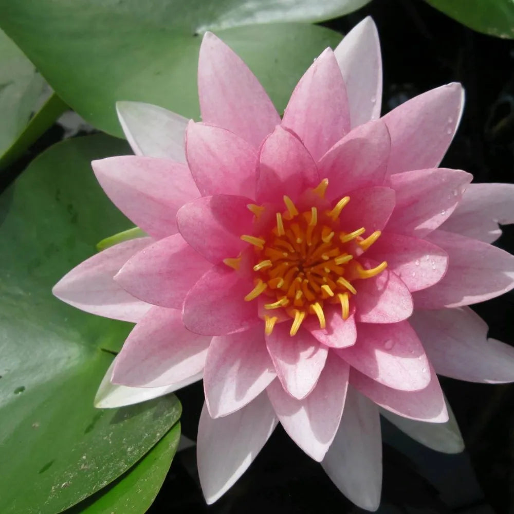 Nymphaea? Darwin (= Hollandia ) | Darwin water lily – Planters.co.uk