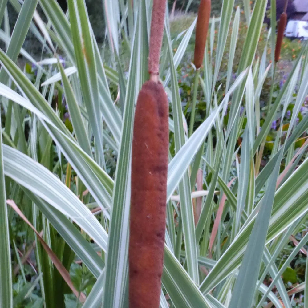 Typha?latifolia? Variegata | Variegated cattail | Marginal Plant ...
