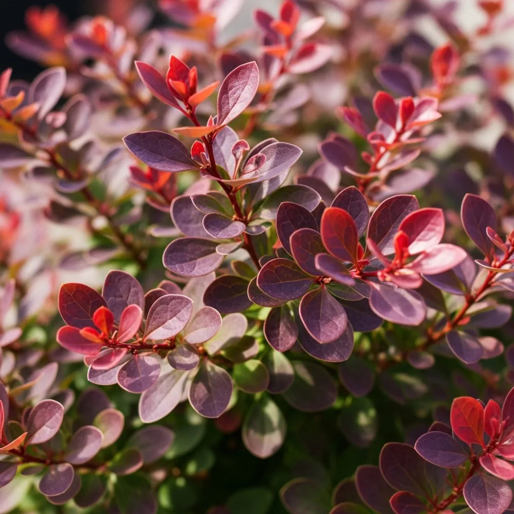 30-45cm Purple Japanese Barberry | Berberis thunbergii 'Atropurpurea ...