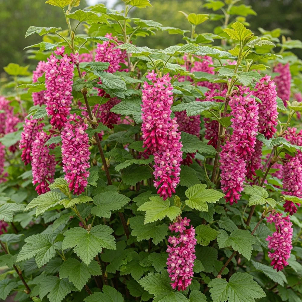 30-45cm Red Flowering Currant | Ribes sanguineum Bare Root Plant ...