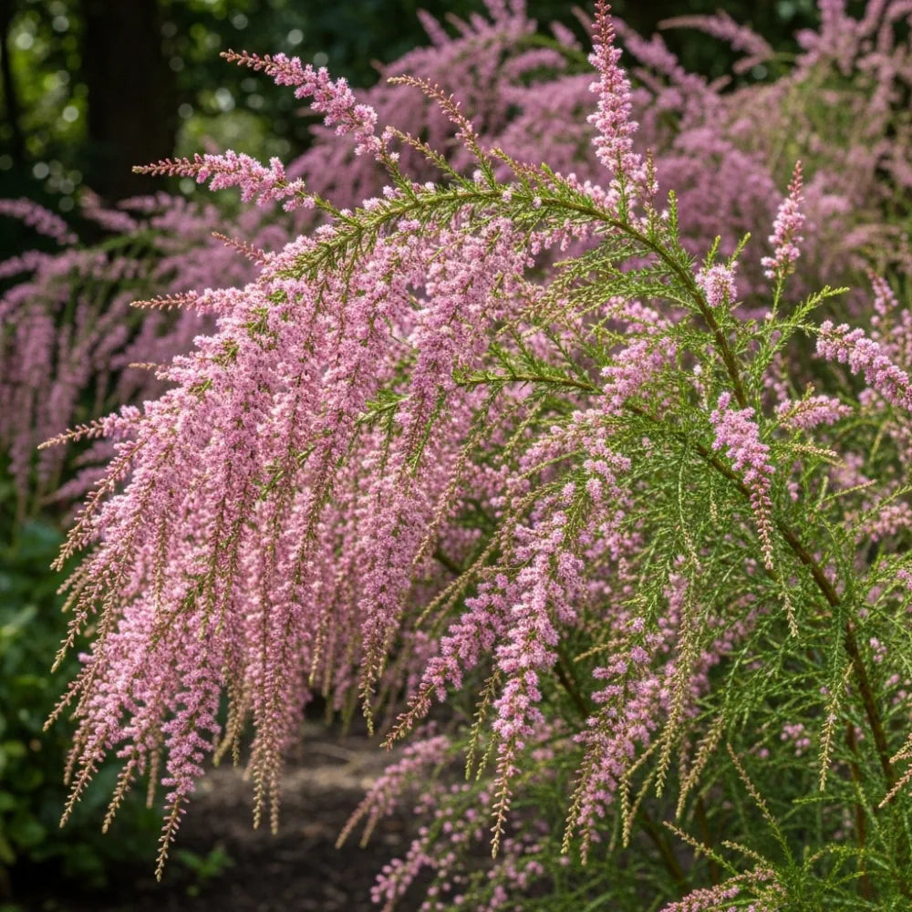45-60cm Salt Cedar | Tamarix tetrandra Bare Root Plant – Planters.co.uk