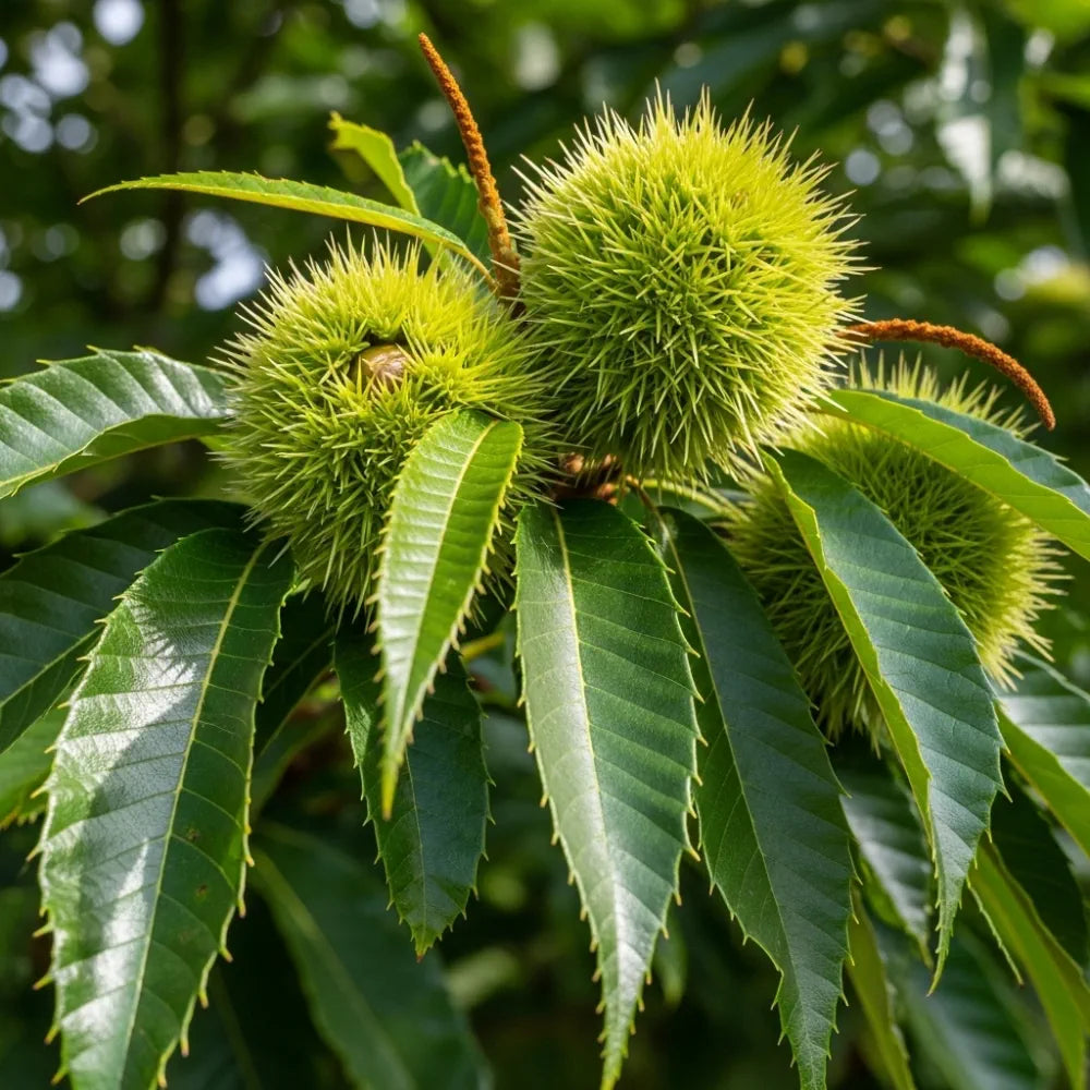 3ft Sweet Chestnut Tree | 3L Pot – Planters.co.uk