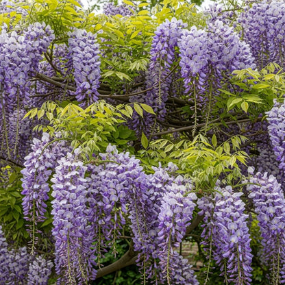 Japanese Wisteria | Wisteria floribunda 'Multijuga' – Planters.co.uk