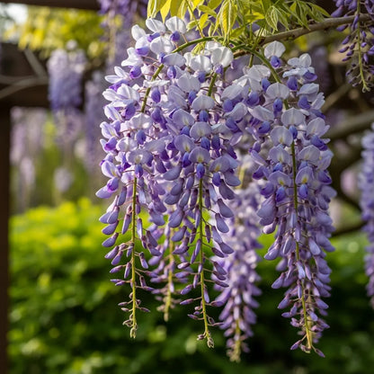 Japanese Wisteria | Wisteria floribunda 'Multijuga' – Planters.co.uk